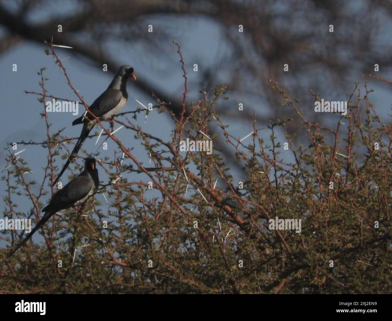 Namaqua Dove (Oena capensis) Aves Stock Photo - Alamy