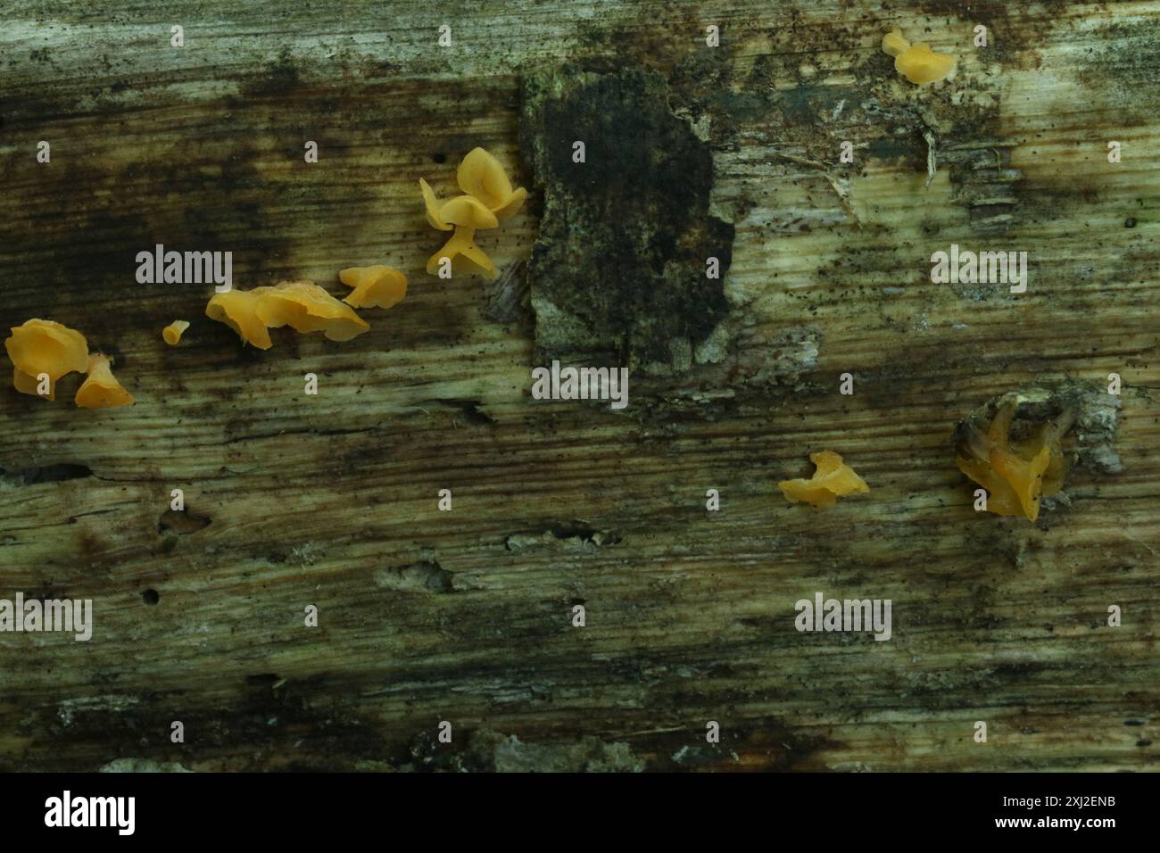(Guepiniopsis buccina) Fungi Stock Photo - Alamy