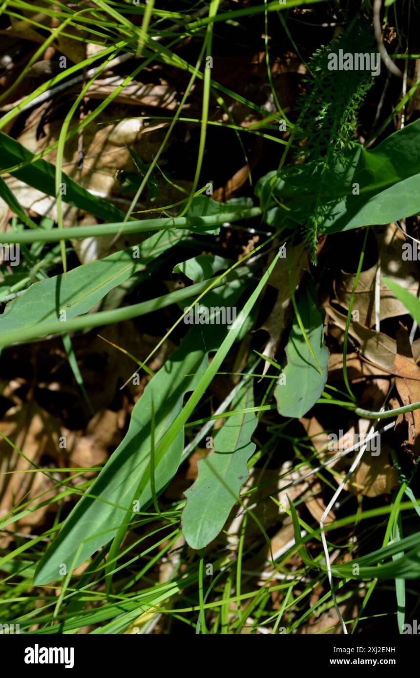 Two-flower Dwarf-dandelion (Krigia biflora) Plantae Stock Photo - Alamy