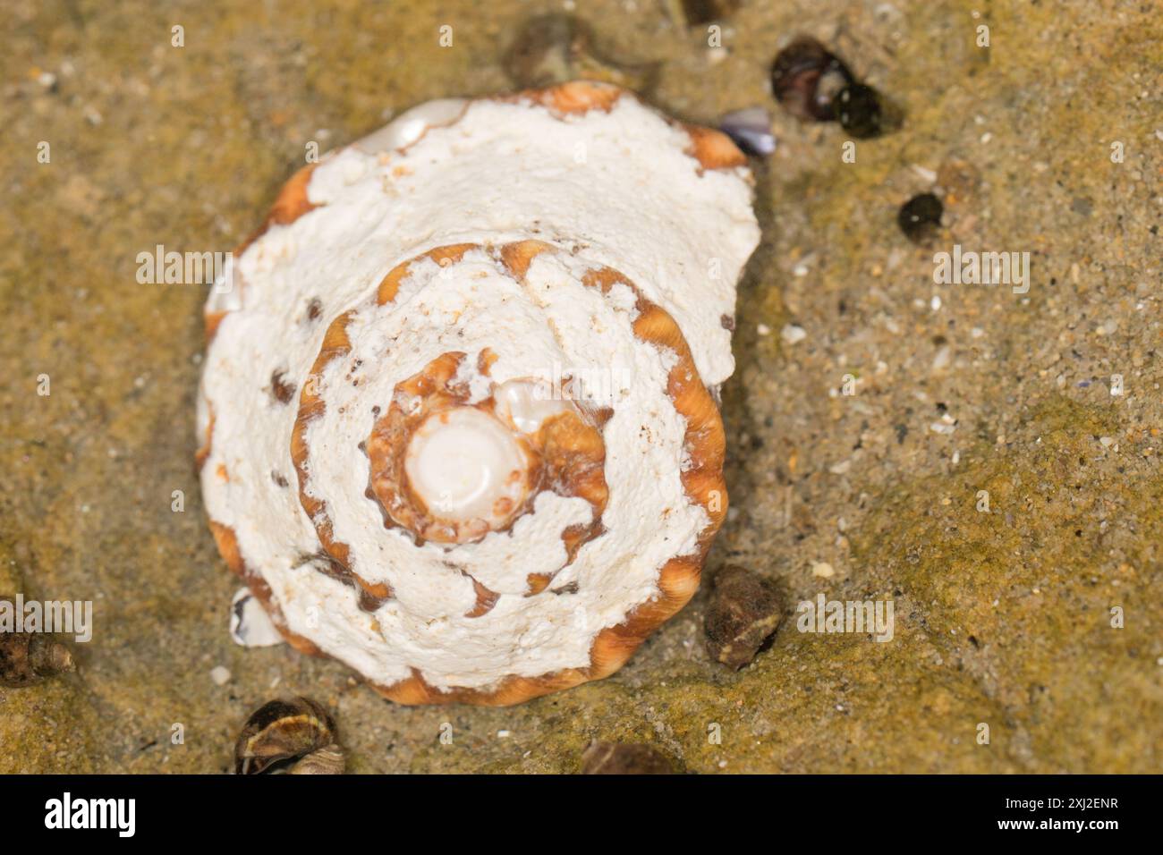 Megastraea undosa hi-res stock photography and images - Alamy