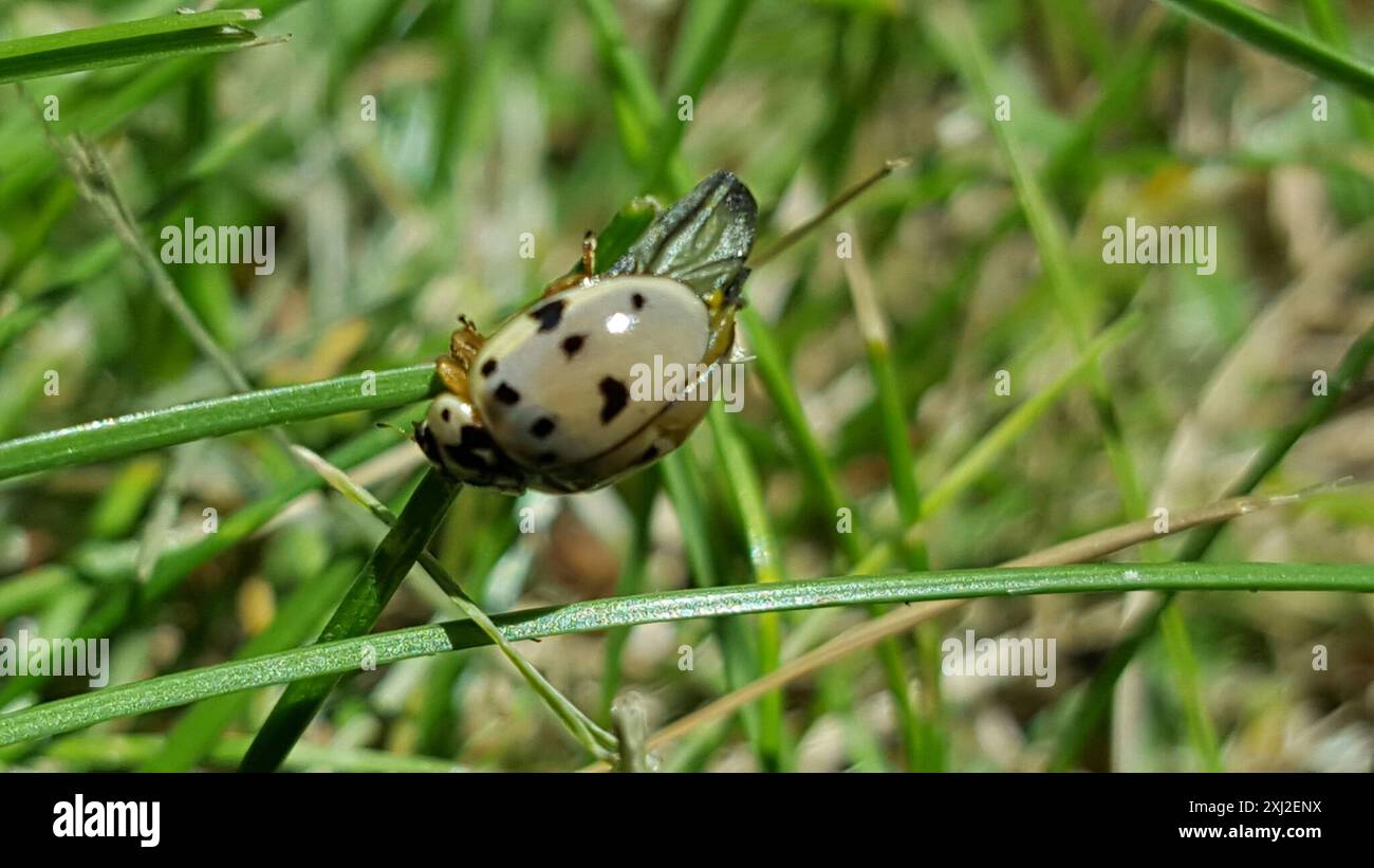 Ashy gray lady beetle hi-res stock photography and images - Alamy