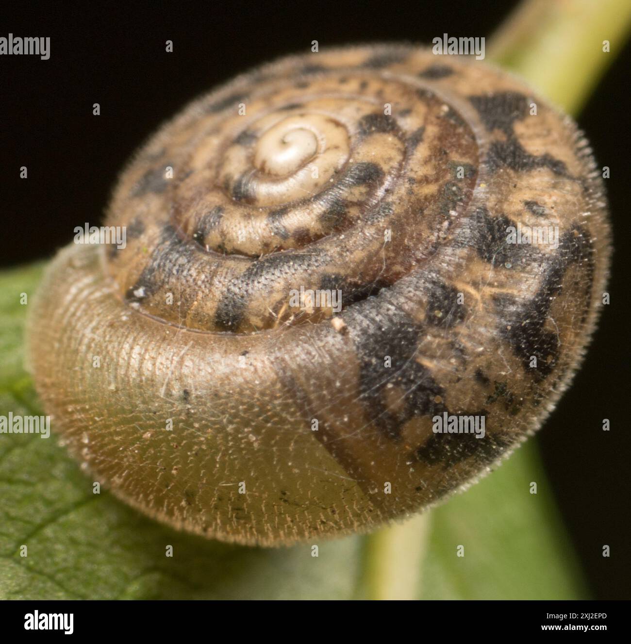 Common Land Snails and Slugs (Stylommatophora) Mollusca Stock Photo - Alamy