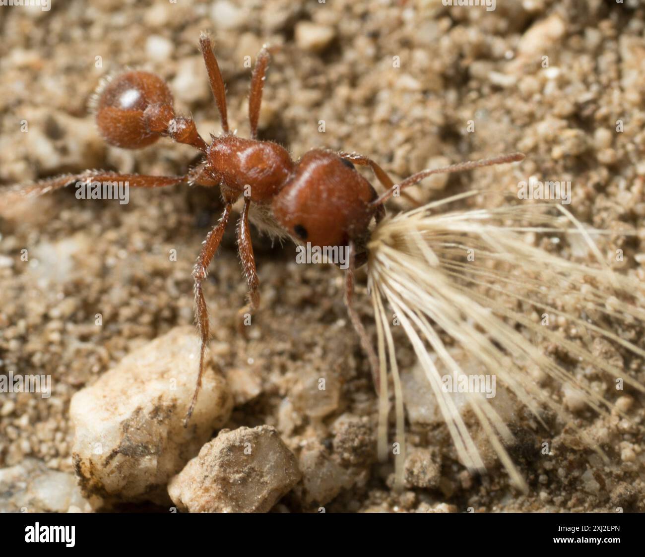 Occidentalis-group Harvester Ants (Pogonomyrmex occidentalis) Insecta ...