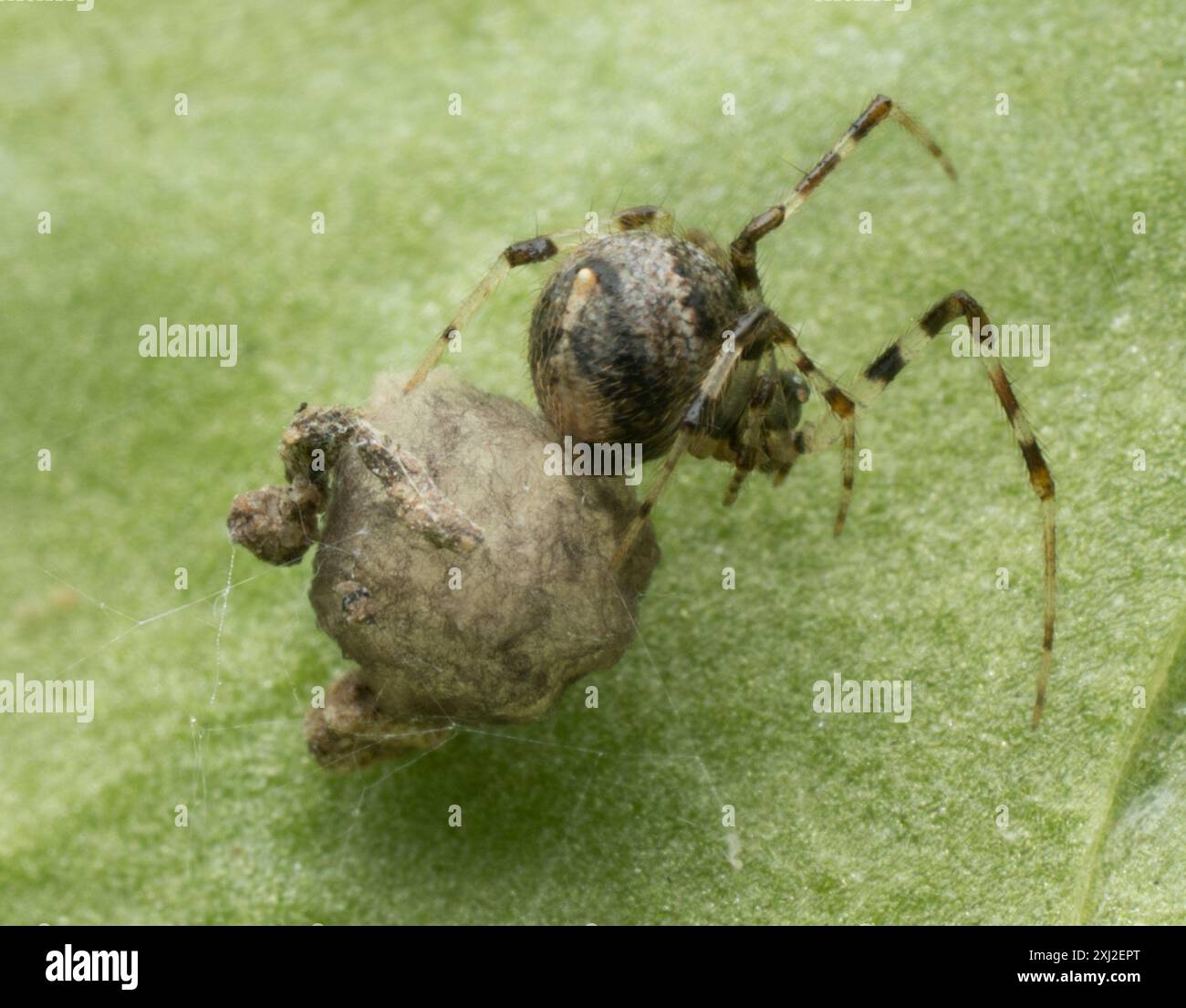 Comb-footed Spiders (Theridiidae) Arachnida Stock Photo - Alamy