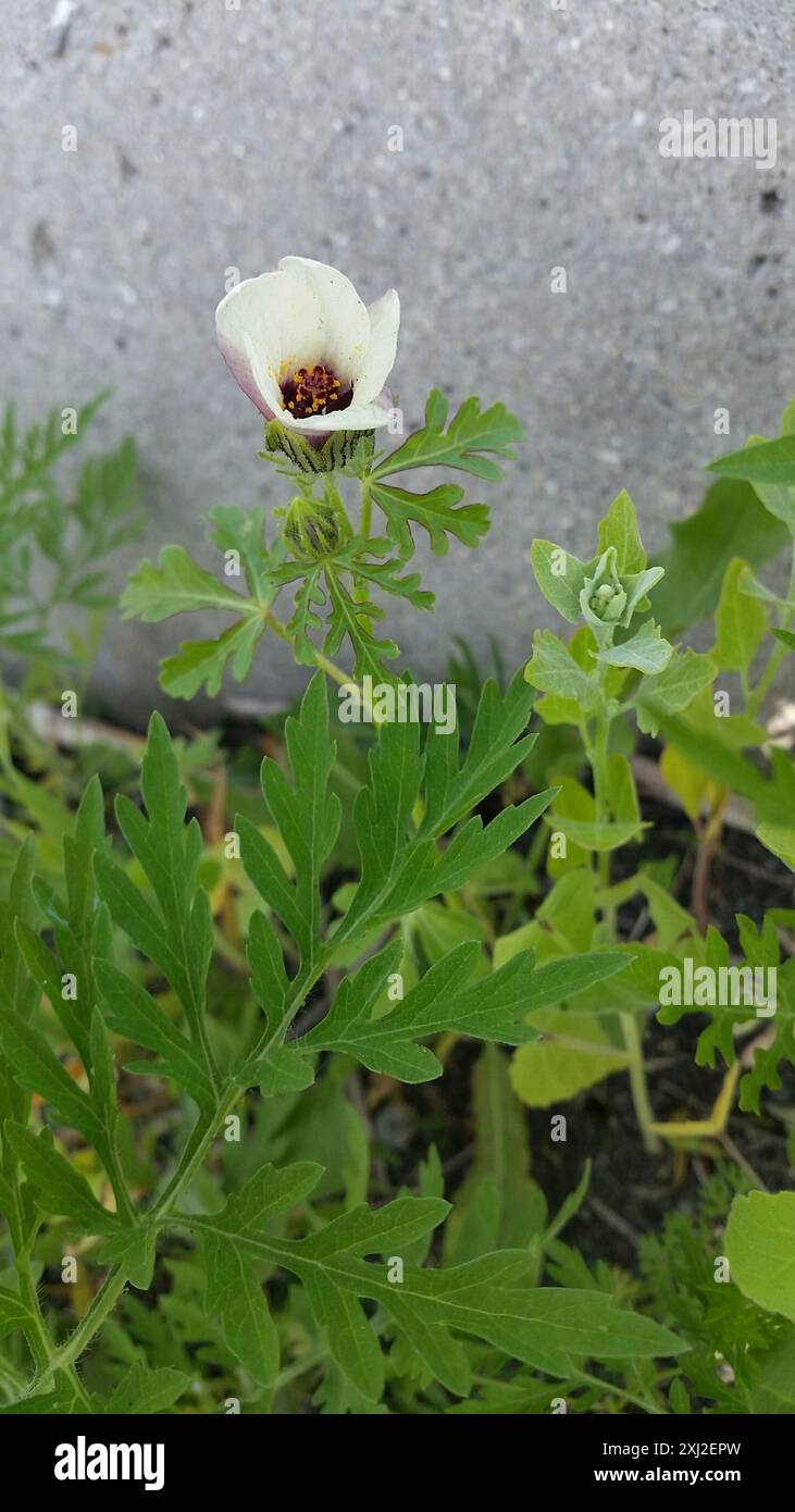 flower-of-an-hour (Hibiscus trionum) Plantae Stock Photo - Alamy