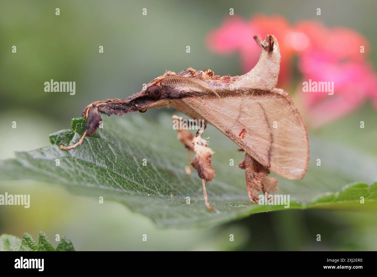 Genus Sacada moth standing on a lantana leaf, Malaysia Stock Photo - Alamy