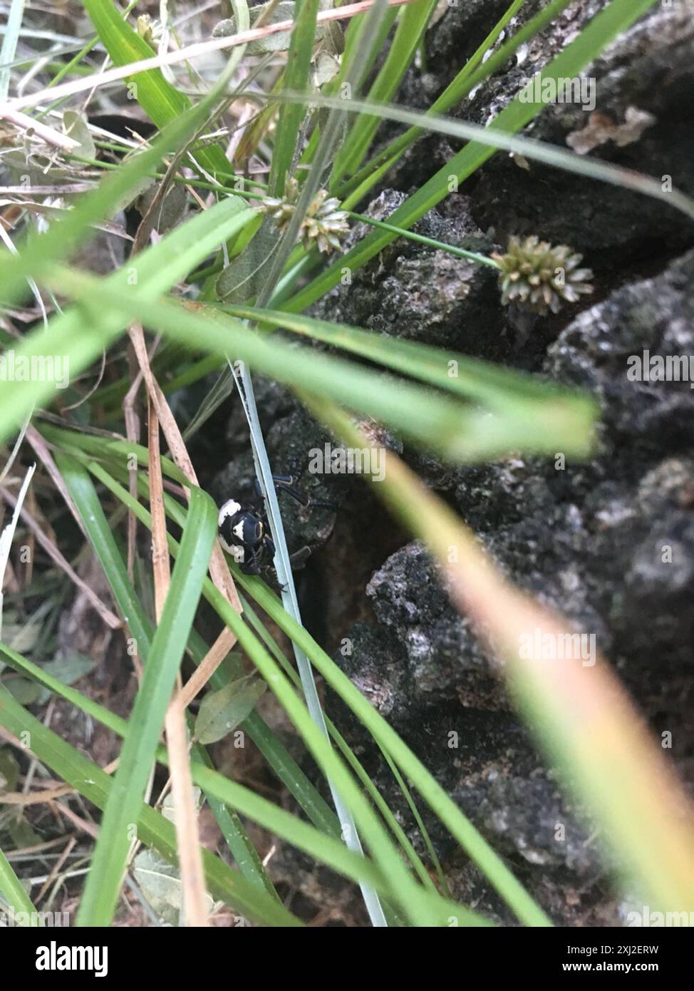 Texas Ironclad Beetle (Zopherus nodulosus haldemani) Insecta Stock ...