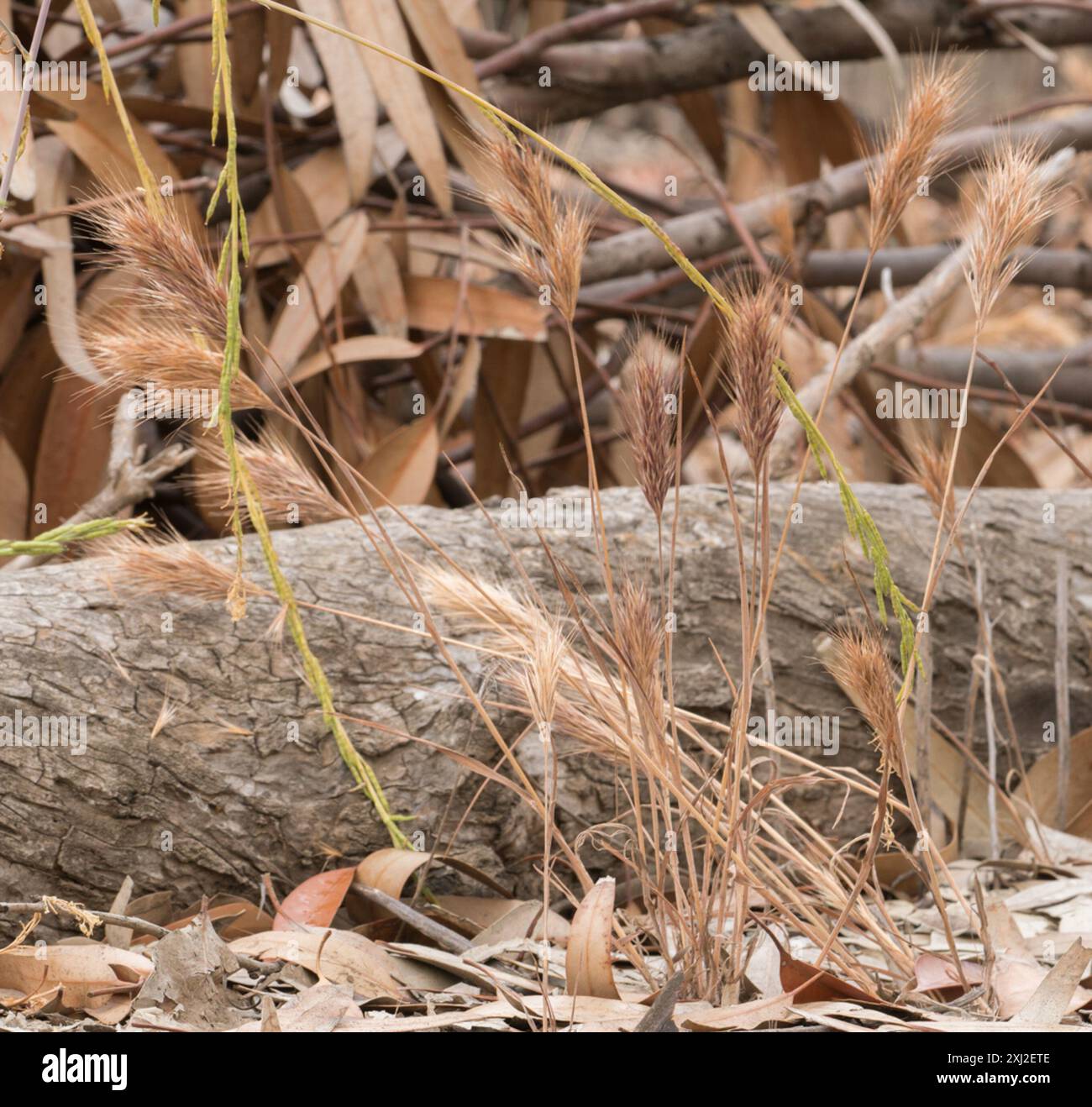Red Brome (Bromus rubens) Plantae Stock Photo - Alamy
