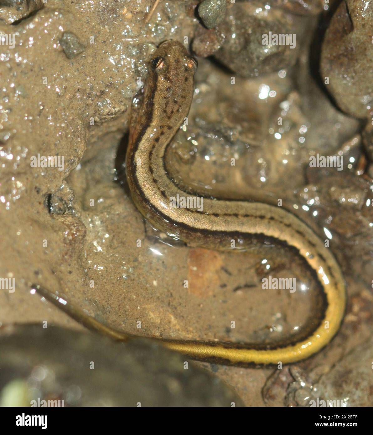 Northern Two-lined Salamander (Eurycea bislineata) Amphibia Stock Photo ...