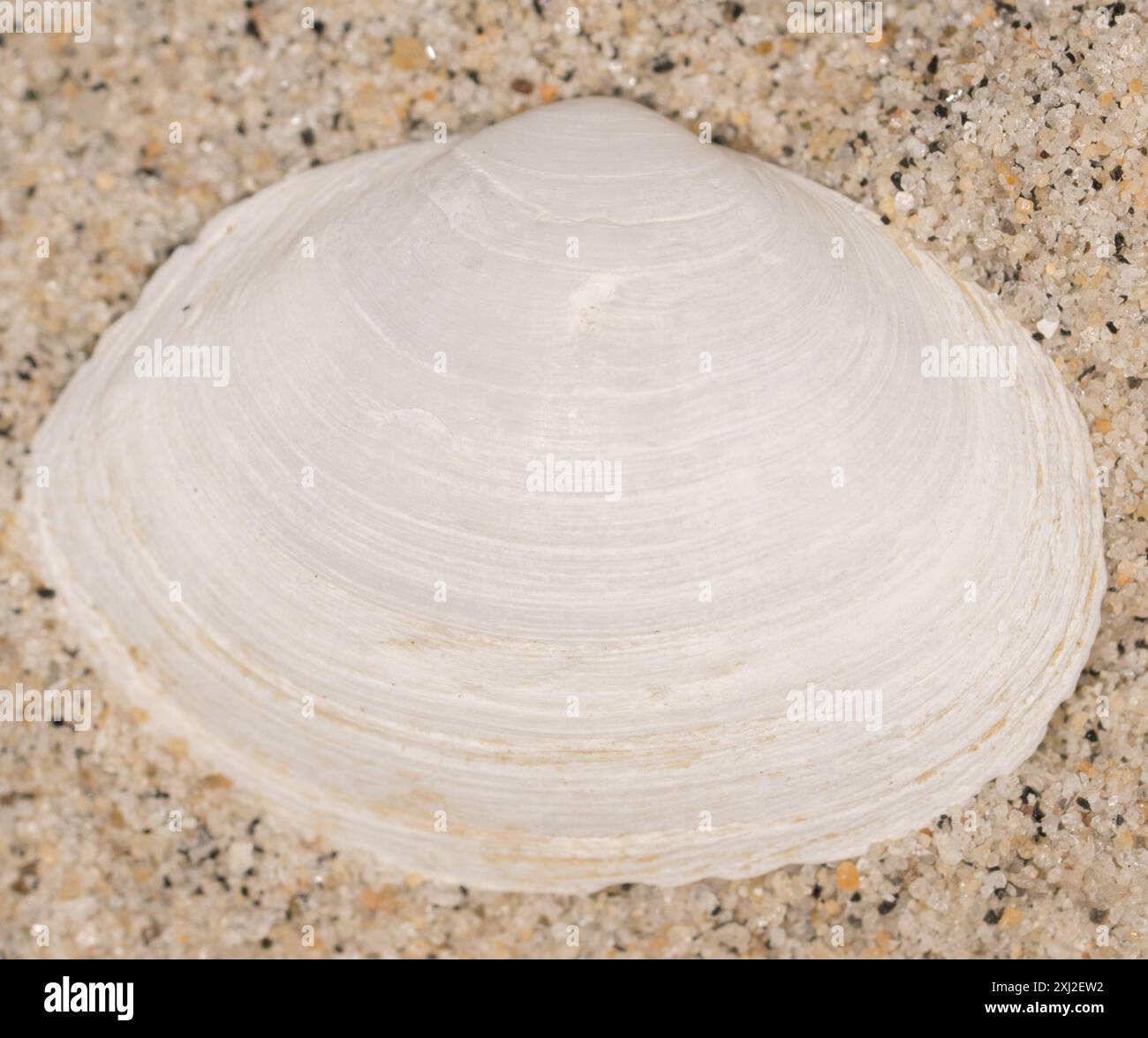Tellins and Allies (Tellinidae) Mollusca Stock Photo - Alamy