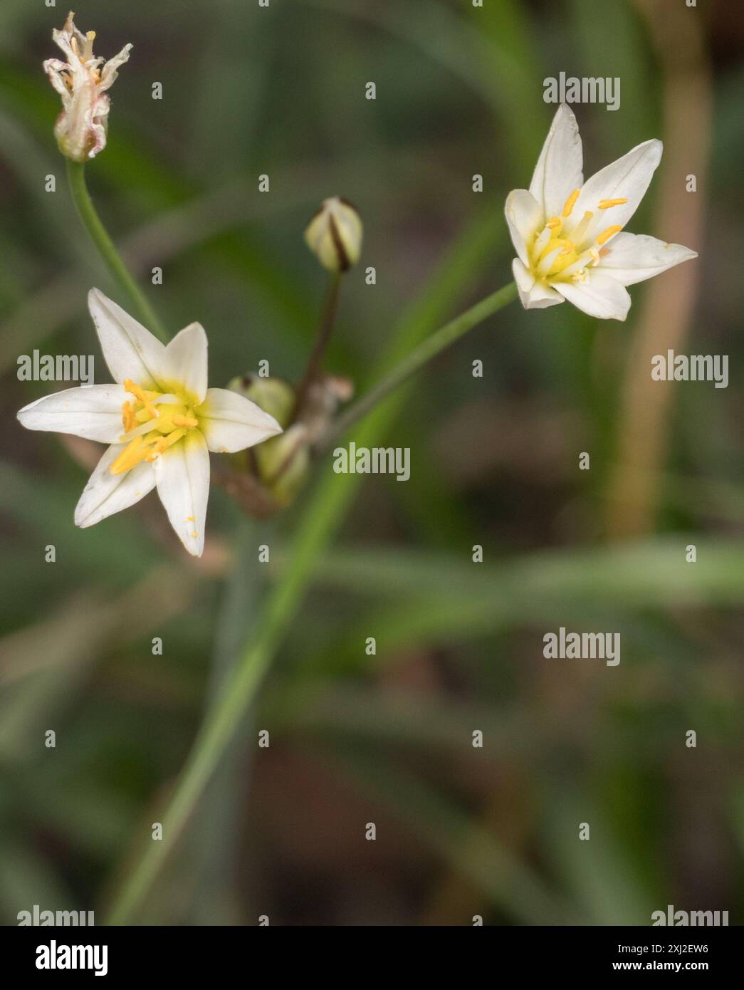 crowpoison (Nothoscordum bivalve) Plantae Stock Photo - Alamy