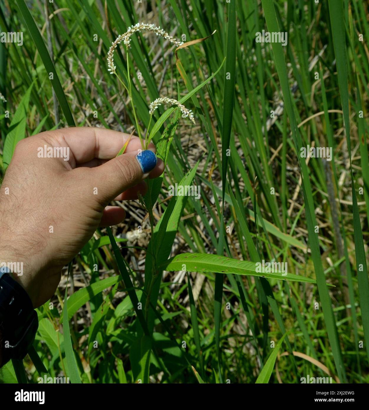 pale smartweed (Persicaria lapathifolia) Plantae Stock Photo - Alamy