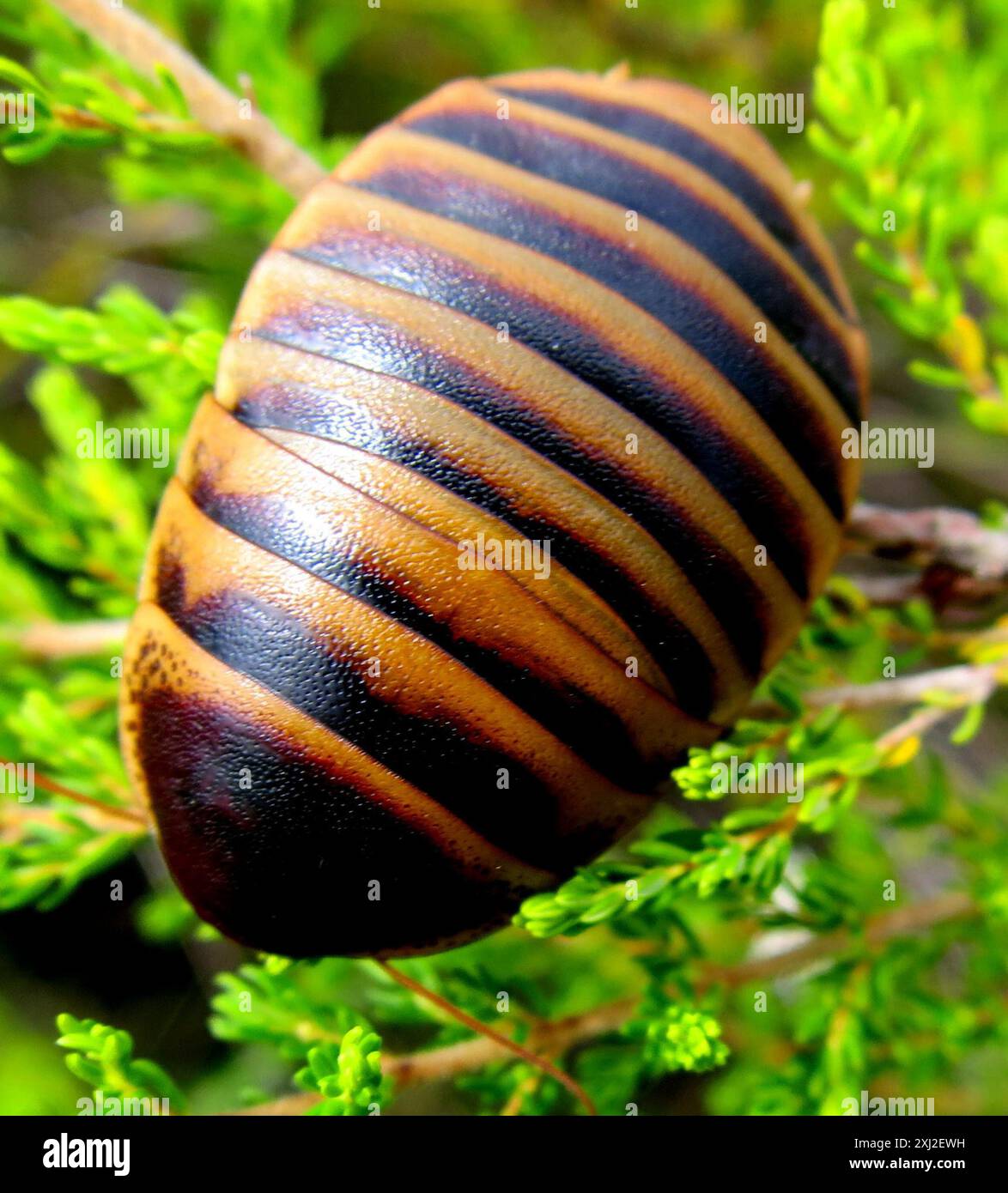 Cape Mountain Cockroach (Aptera fusca) Insecta Stock Photo - Alamy