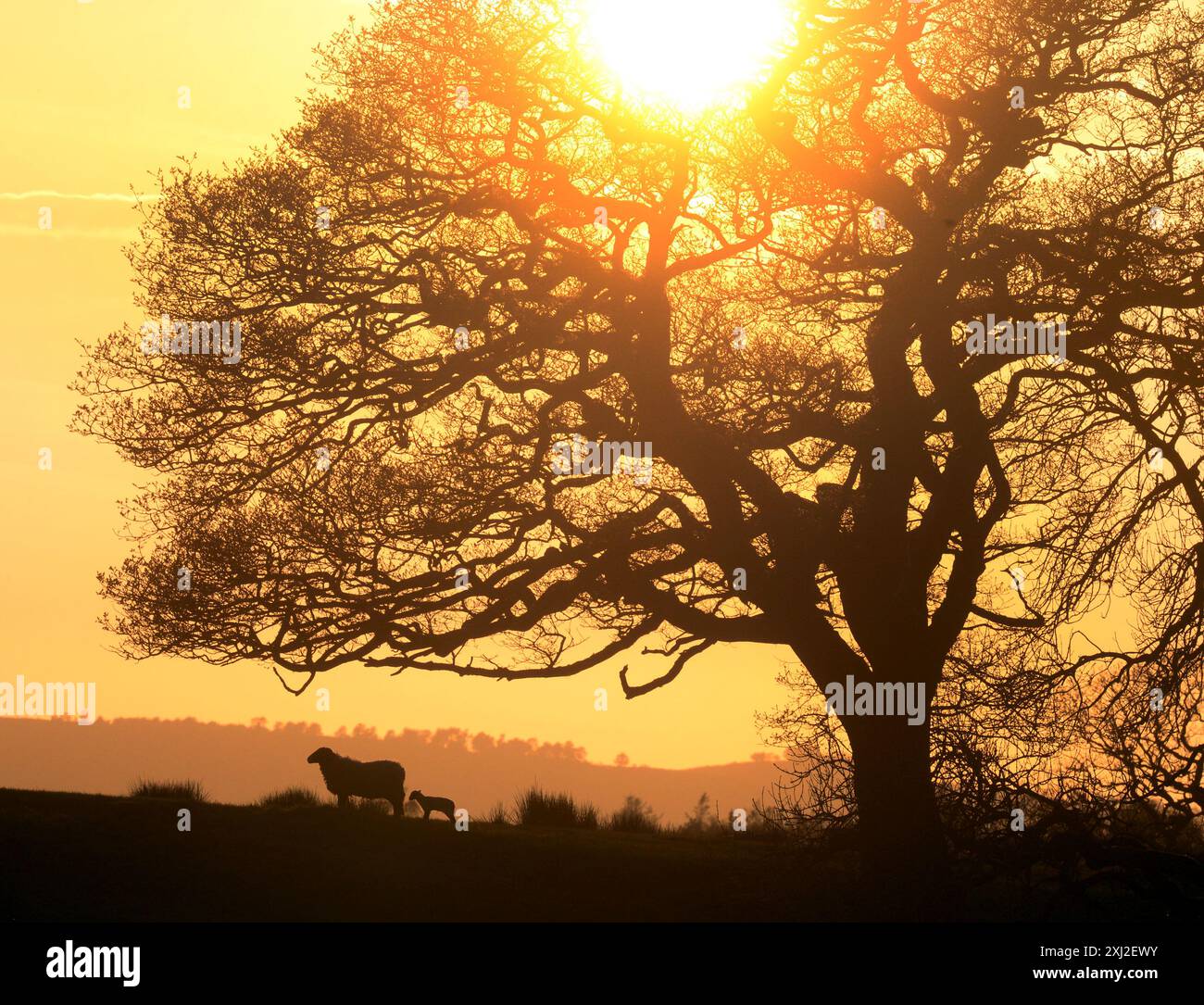 Swaledale sheep pictured as the sun sets in the Northern Pennines Stock ...