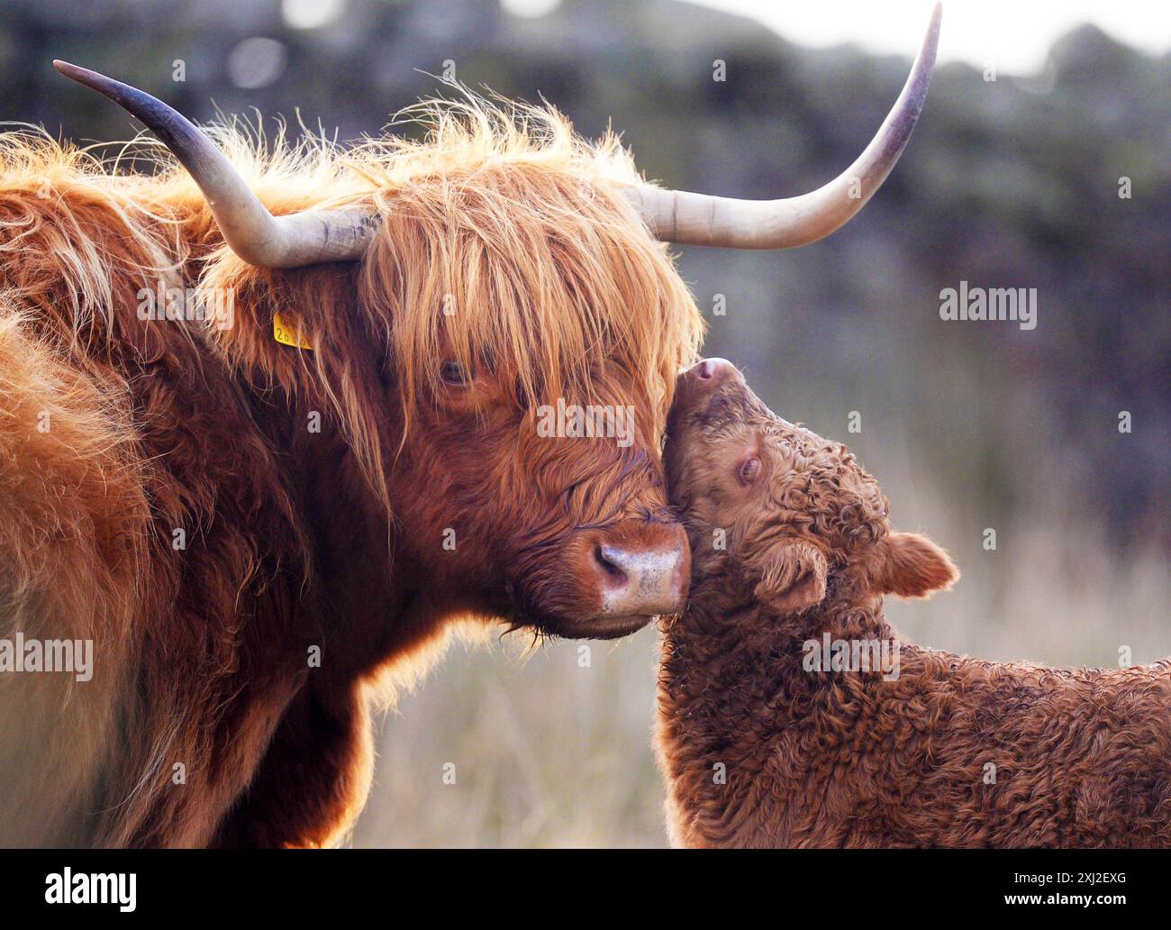 Highland Cow and young photographed near Kirkland in the Northern ...
