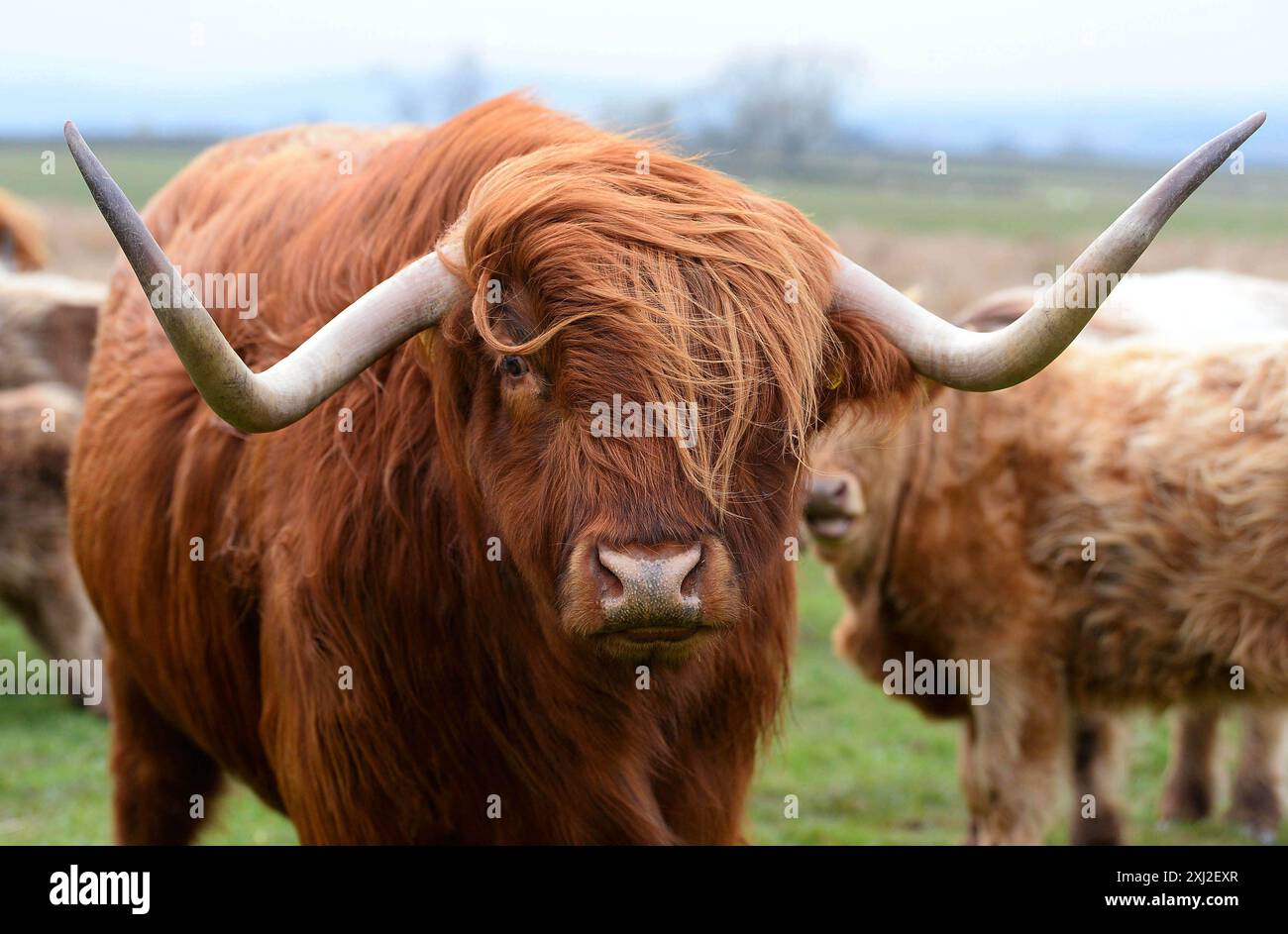Highland Cows photographed near Kirkland in the Northern Pennines ...