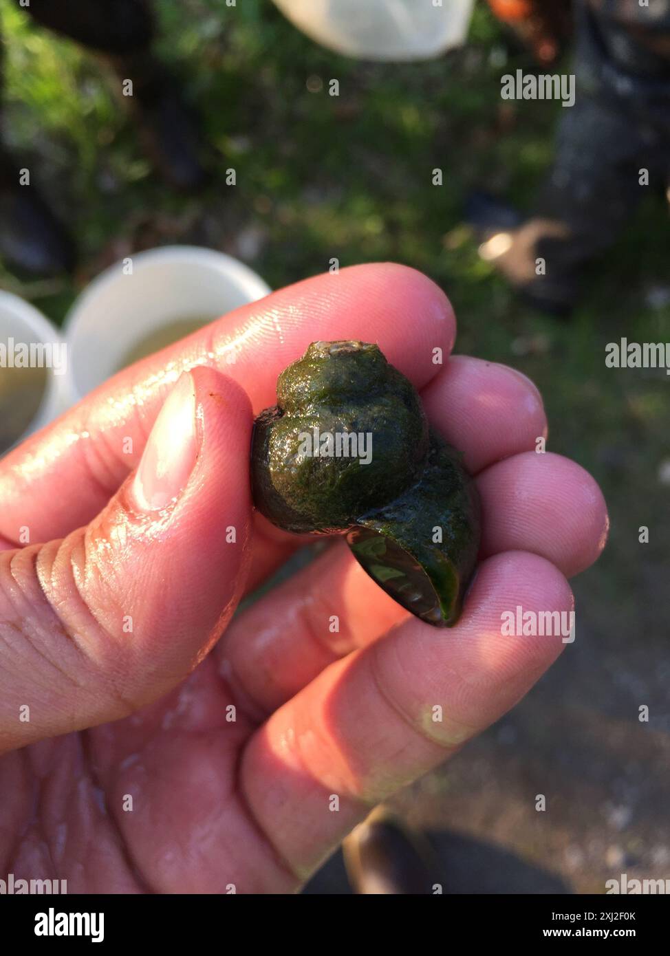 River Snails (Viviparidae) Mollusca Stock Photo - Alamy