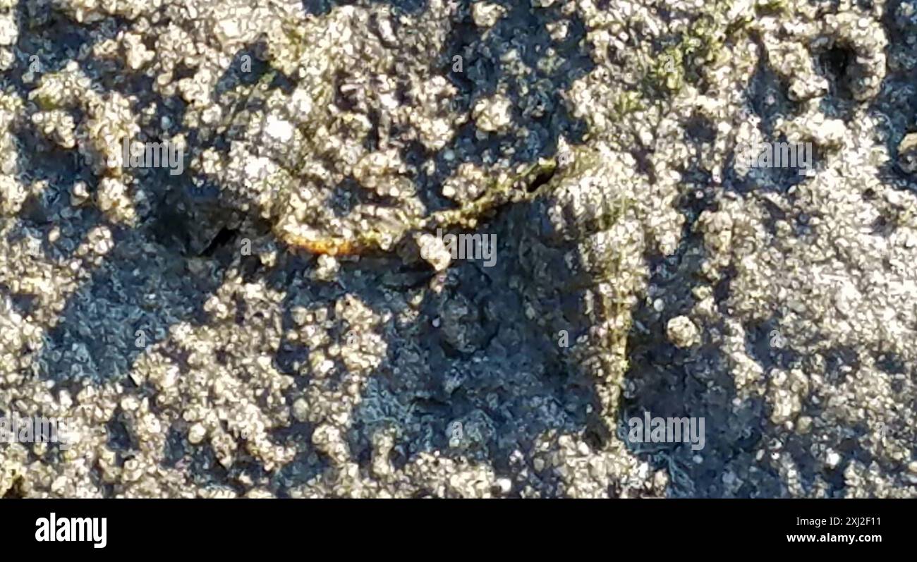 California Horn Snail (Cerithideopsis californica) Mollusca Stock Photo ...