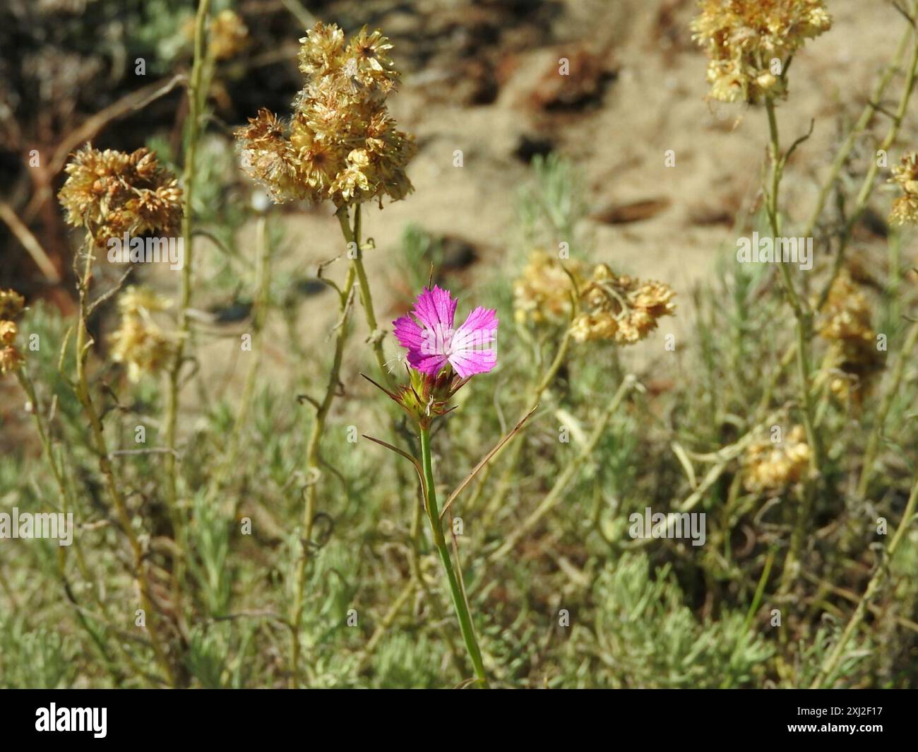 Balbis' Pink (Dianthus balbisii) Plantae Stock Photo - Alamy