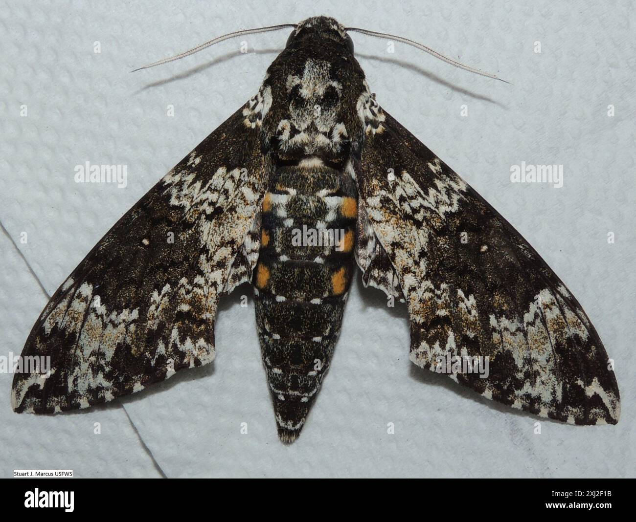 Rustic Sphinx (Manduca rustica) Insecta Stock Photo - Alamy