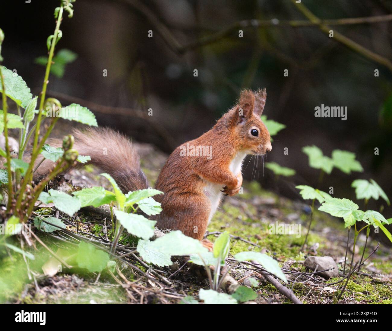 British Red squirrel photographed in Cumbria England Stock Photo - Alamy