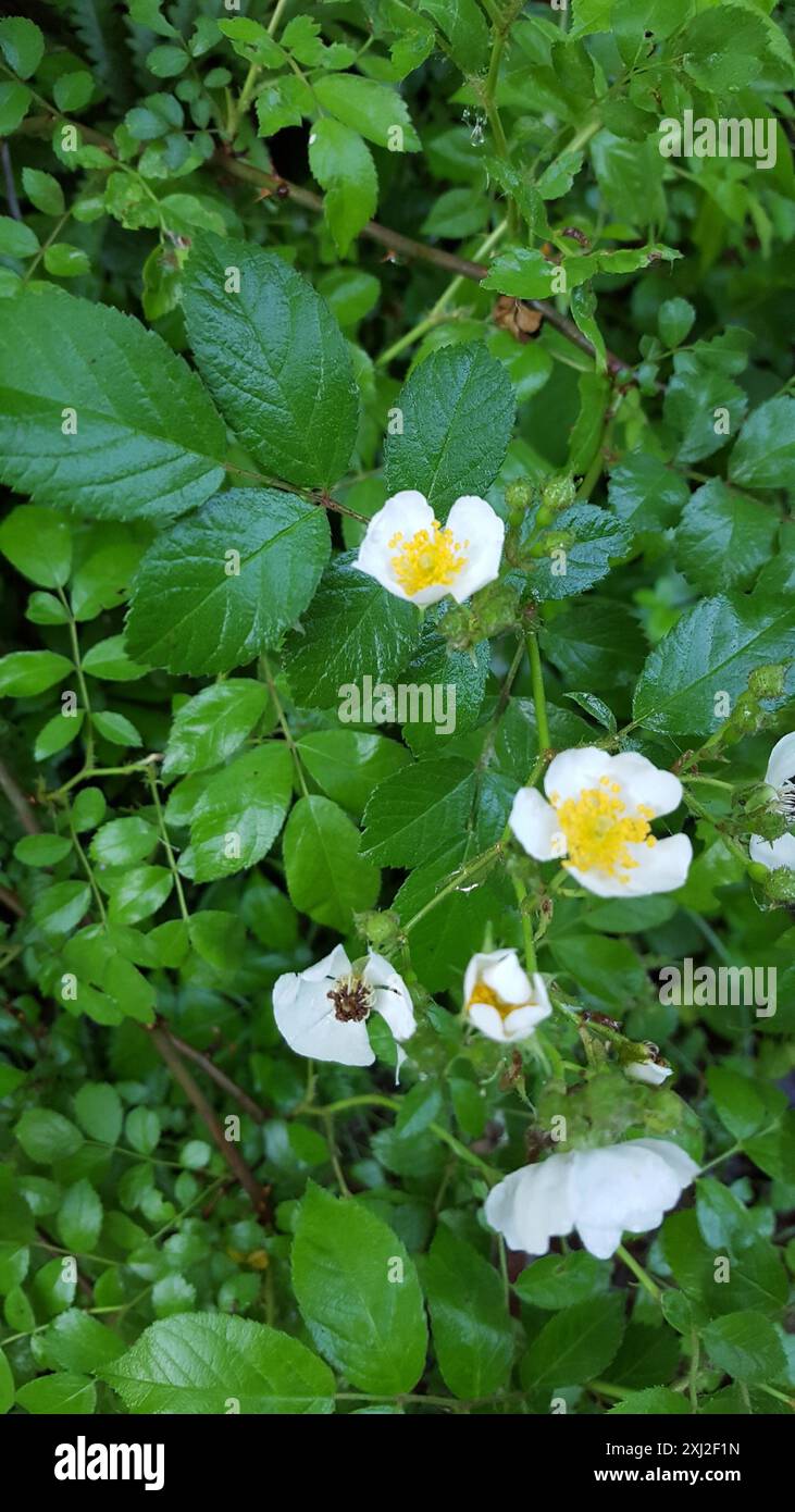 multiflora rose (Rosa multiflora) Plantae Stock Photo - Alamy
