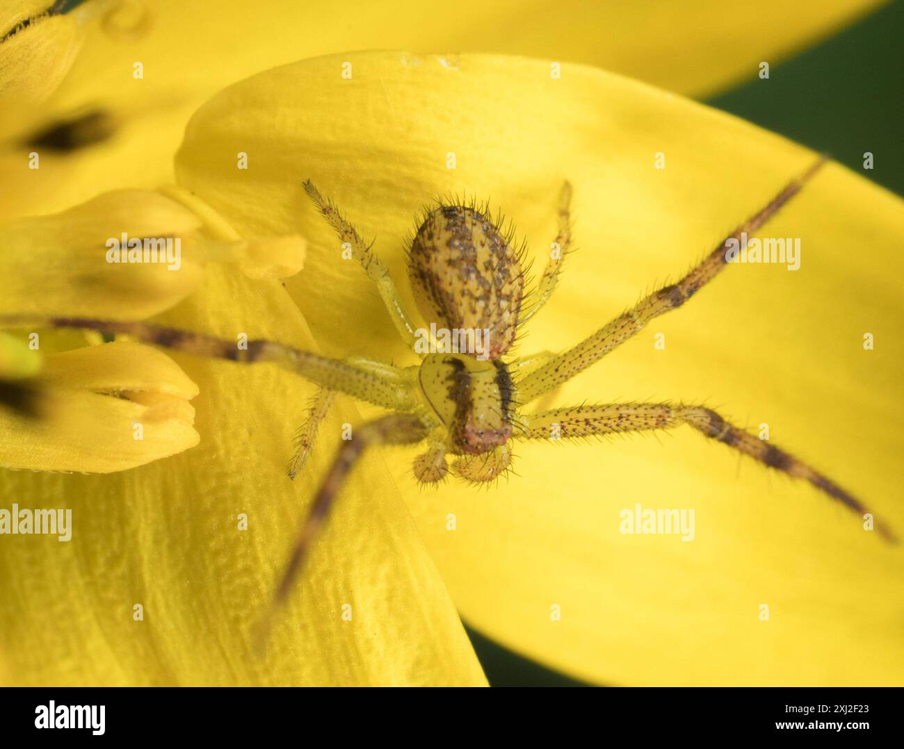 Northern Crab Spider (Mecaphesa asperata) Arachnida Stock Photo - Alamy