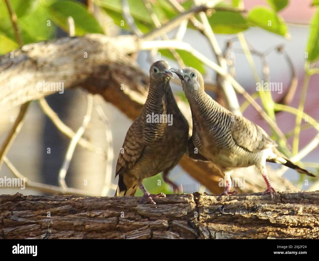 Zebra Dove (Geopelia striata) Aves Stock Photo - Alamy