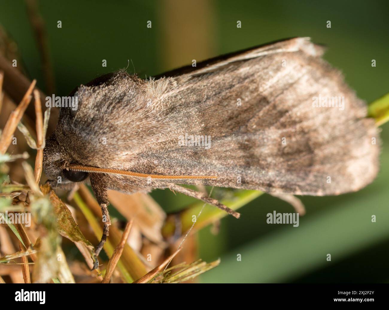 Bronzed Cutworm Moth (Nephelodes minians) Insecta Stock Photo - Alamy