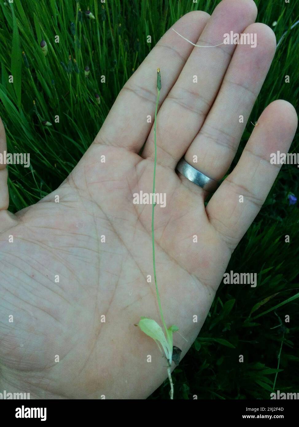 Smooth Cat's Ear (Hypochaeris glabra) Plantae Stock Photo - Alamy