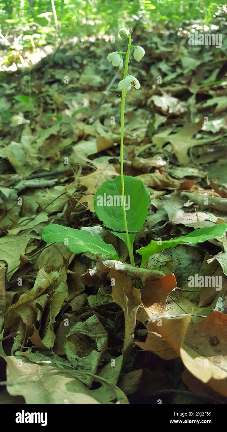 shinleaf (Pyrola elliptica) Plantae Stock Photo - Alamy