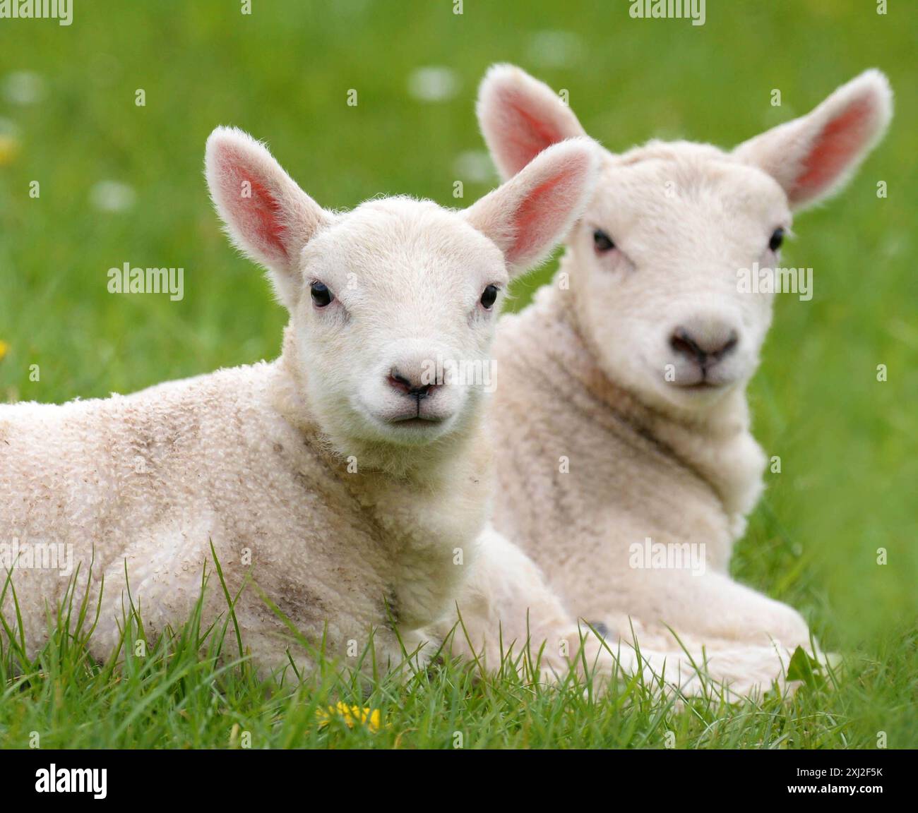 Cute lambs enjoying the spring sunshine Stock Photo - Alamy