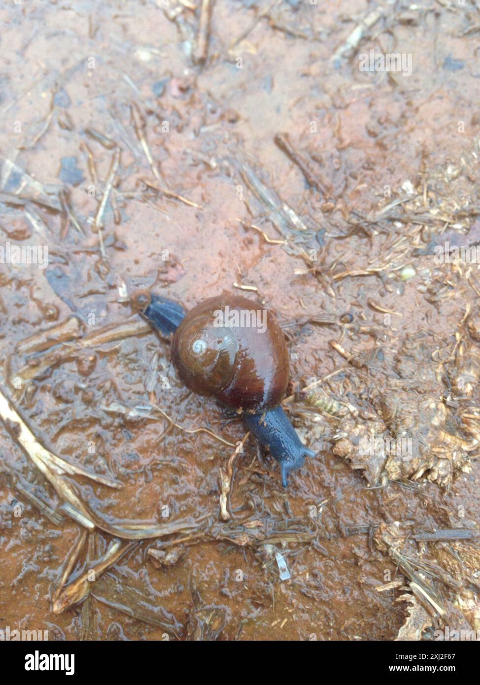 Common Land Snails and Slugs (Stylommatophora) Mollusca Stock Photo - Alamy