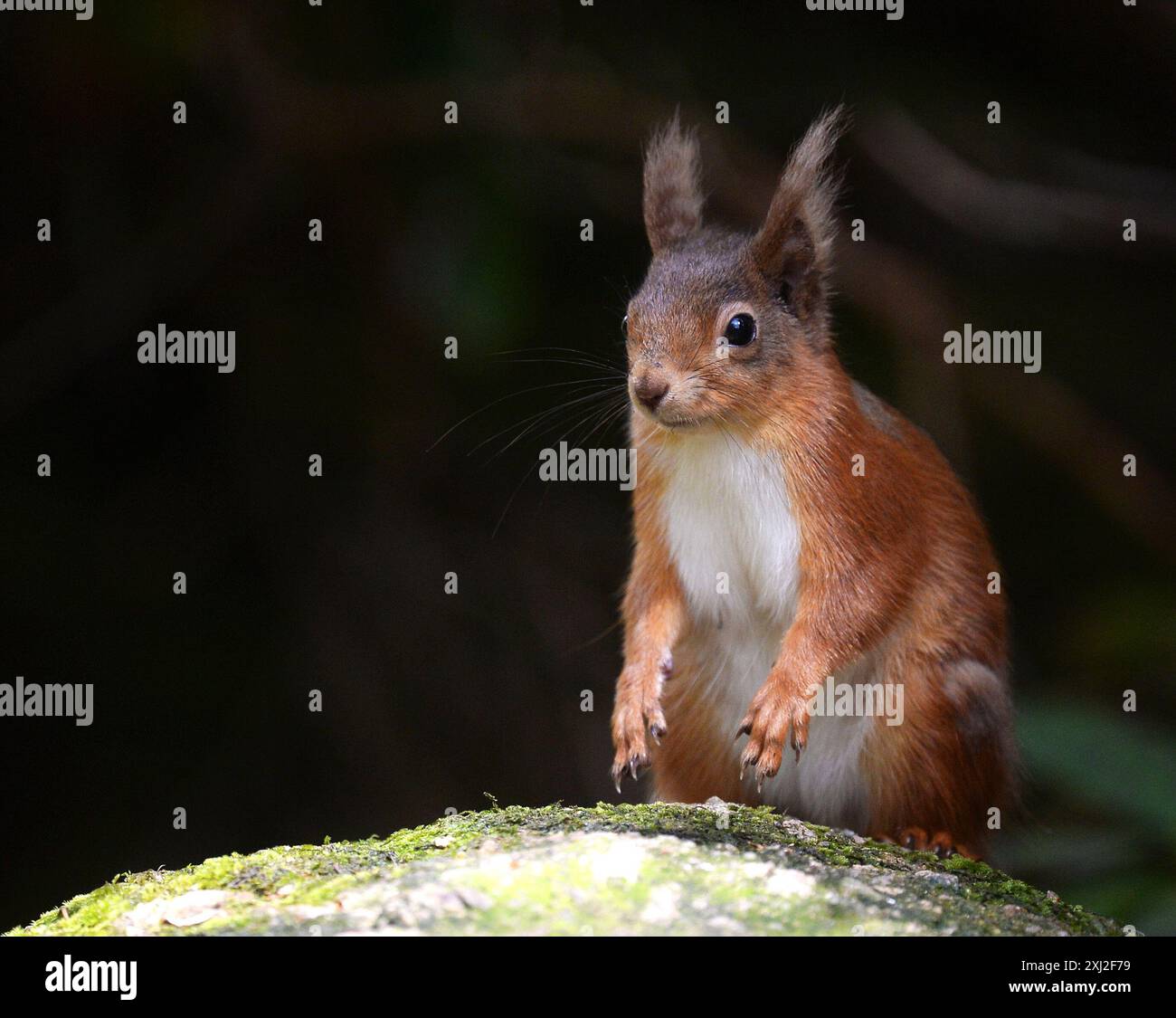 British Red Squirrel photographed in Cumbria Stock Photo - Alamy