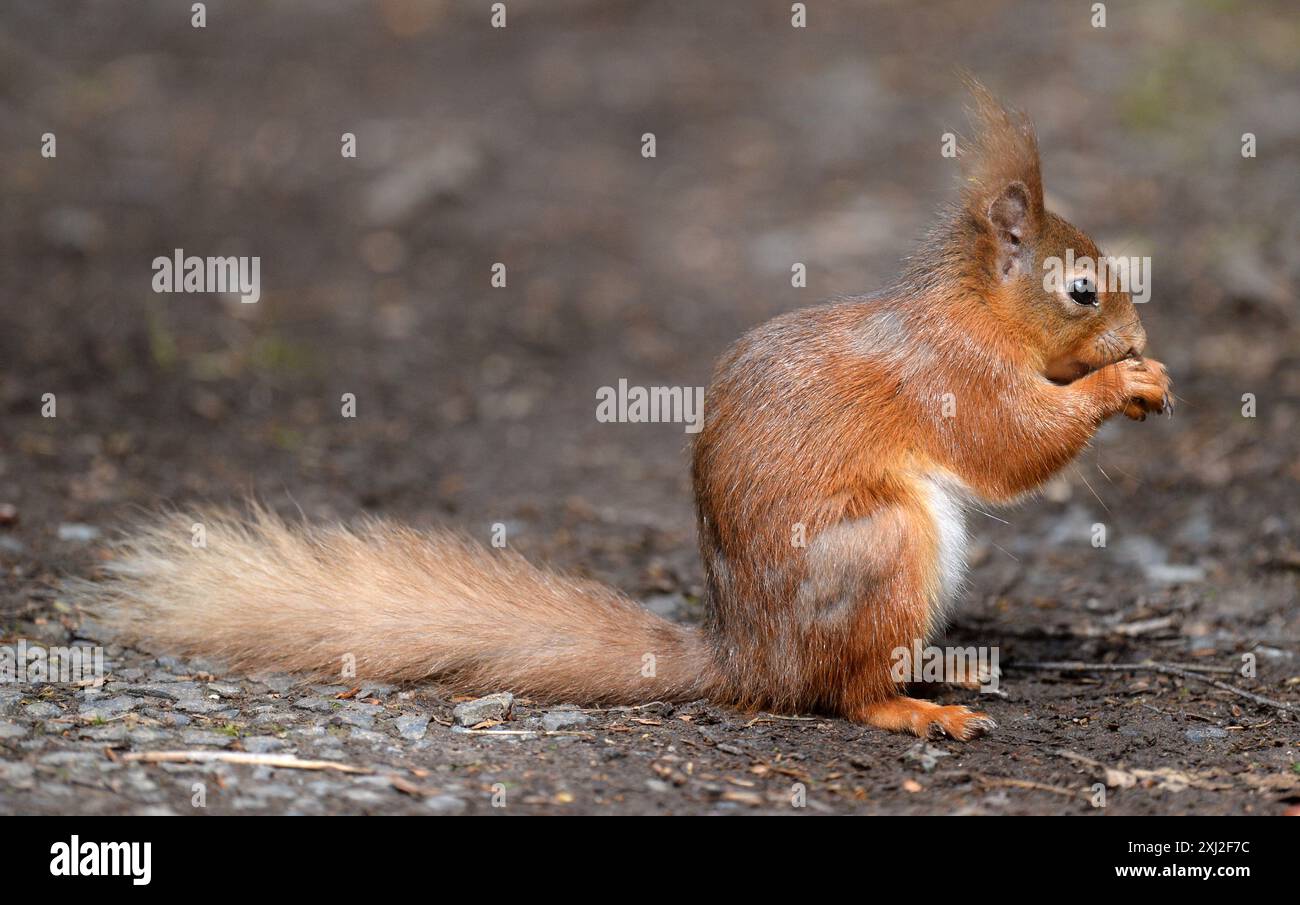 Red squirrels are native to the UK but are a lot rarer than their grey ...