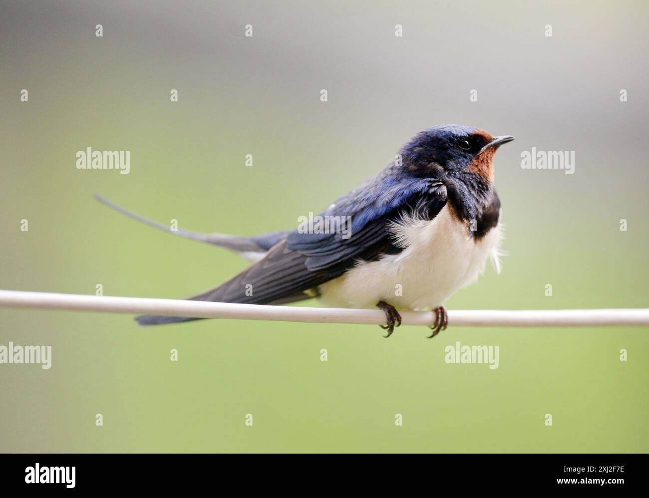 Swallow bird on a washing line Cumbria Stock Photo - Alamy