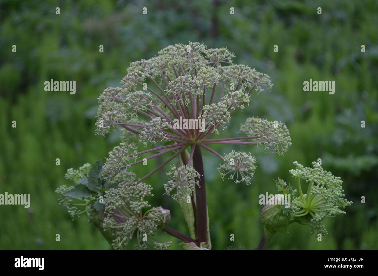 purple-stemmed angelica (Angelica atropurpurea) Plantae Stock Photo - Alamy