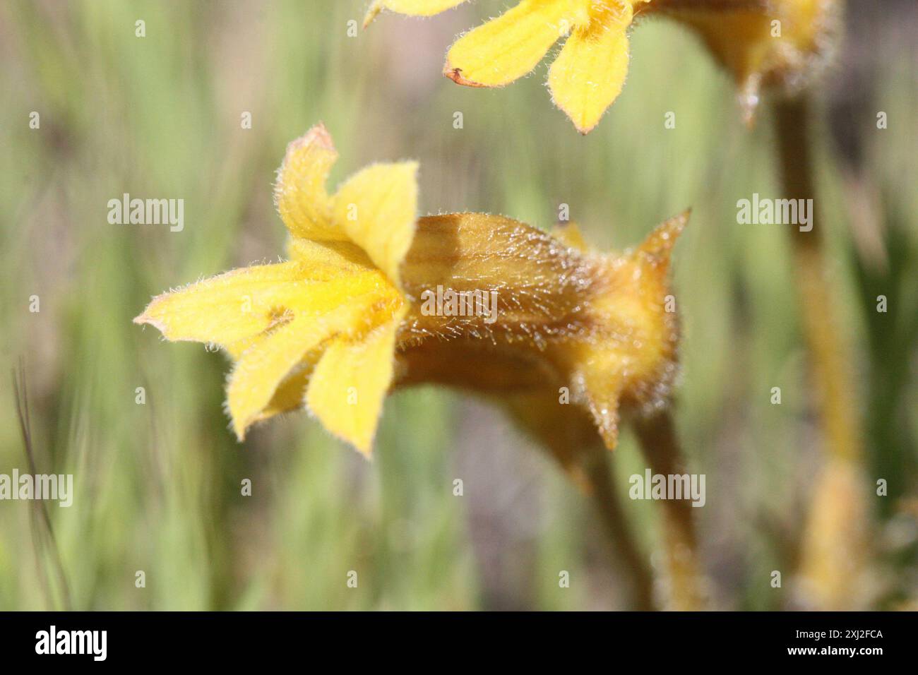 yellow clustered broomrape (Aphyllon franciscanum) Plantae Stock Photo ...