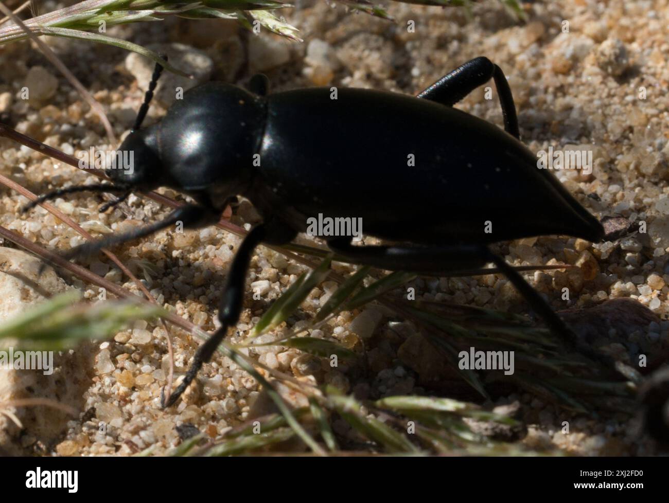 (Eleodes acuticauda) Insecta Stock Photo - Alamy