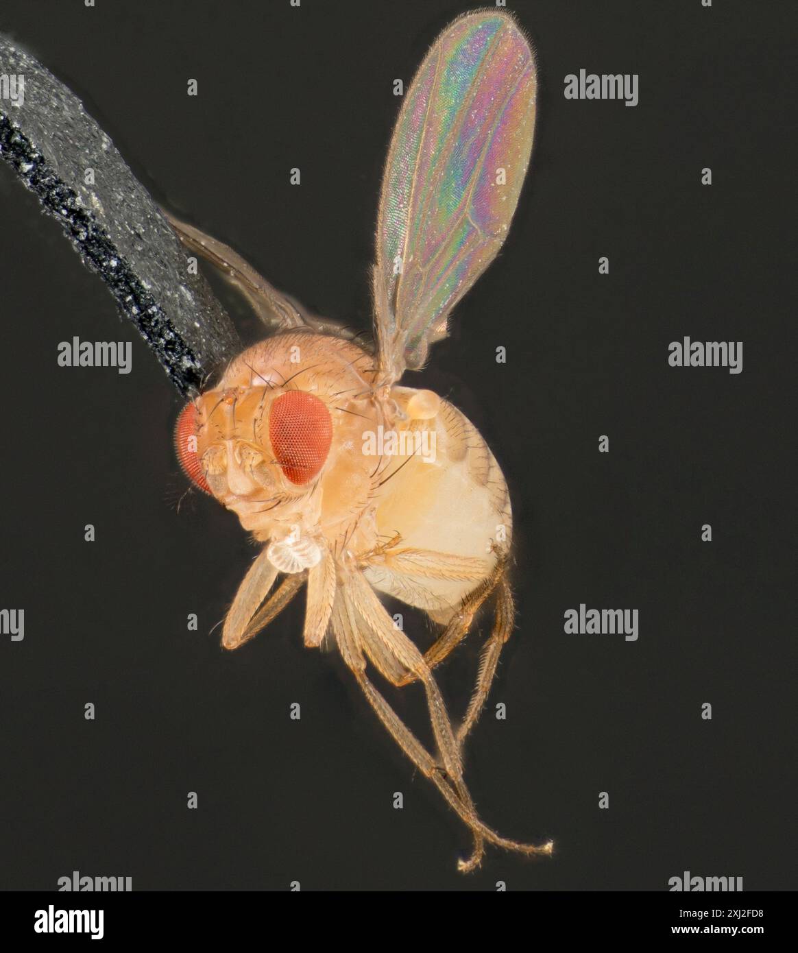 Common Fruit Fly (Drosophila melanogaster) Insecta Stock Photo - Alamy