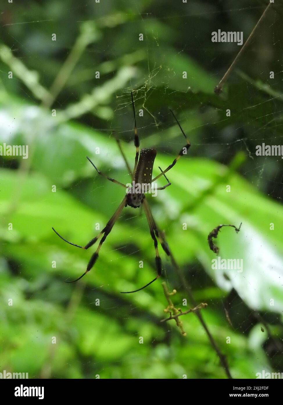 Golden Silk Spider (Trichonephila clavipes) Arachnida Stock Photo - Alamy