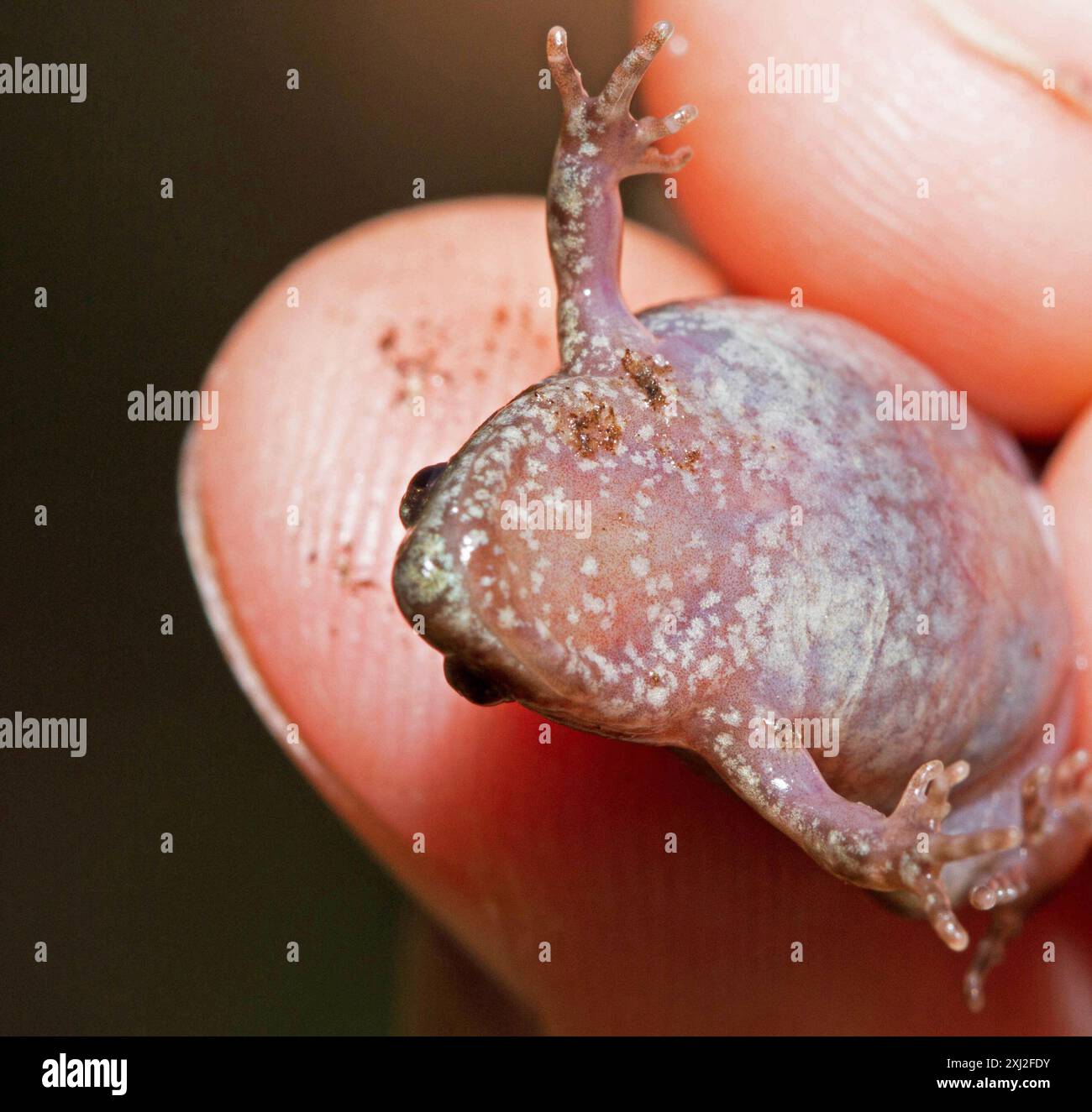 Eastern Narrow-mouthed Toad (Gastrophryne carolinensis) Amphibia Stock ...
