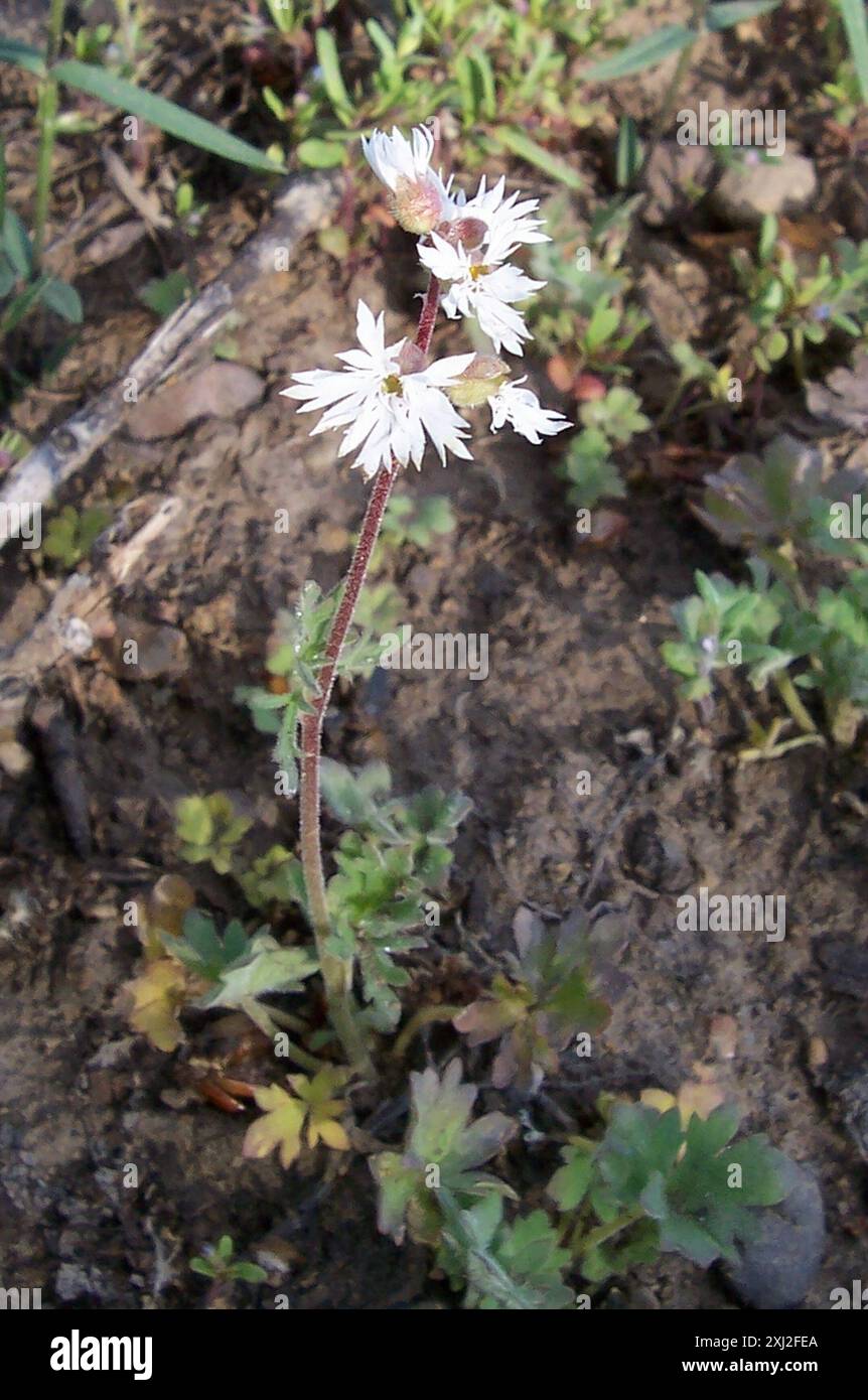 woodland stars (Lithophragma) Plantae Stock Photo - Alamy