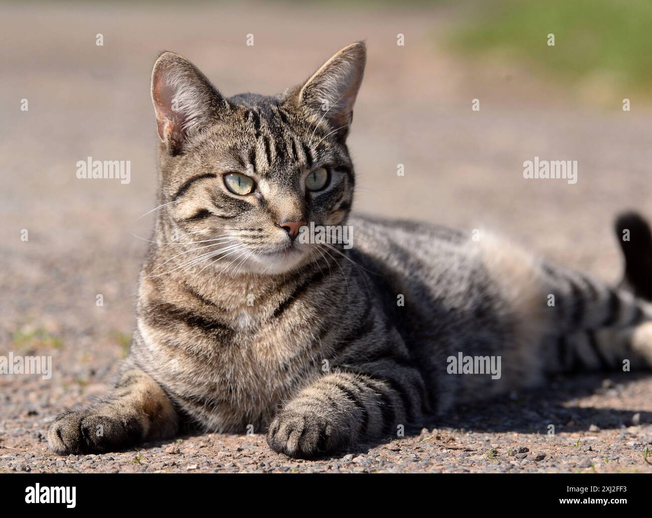 English Mackerel Tabby Cat Stock Photo - Alamy