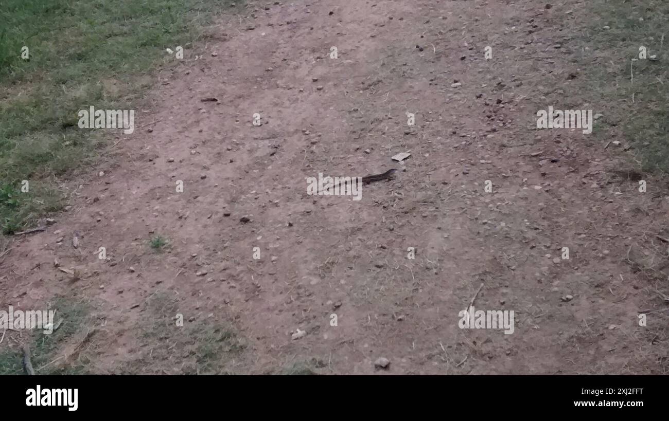 Common Spotted Whiptail (Aspidoscelis gularis) Reptilia Stock Photo - Alamy