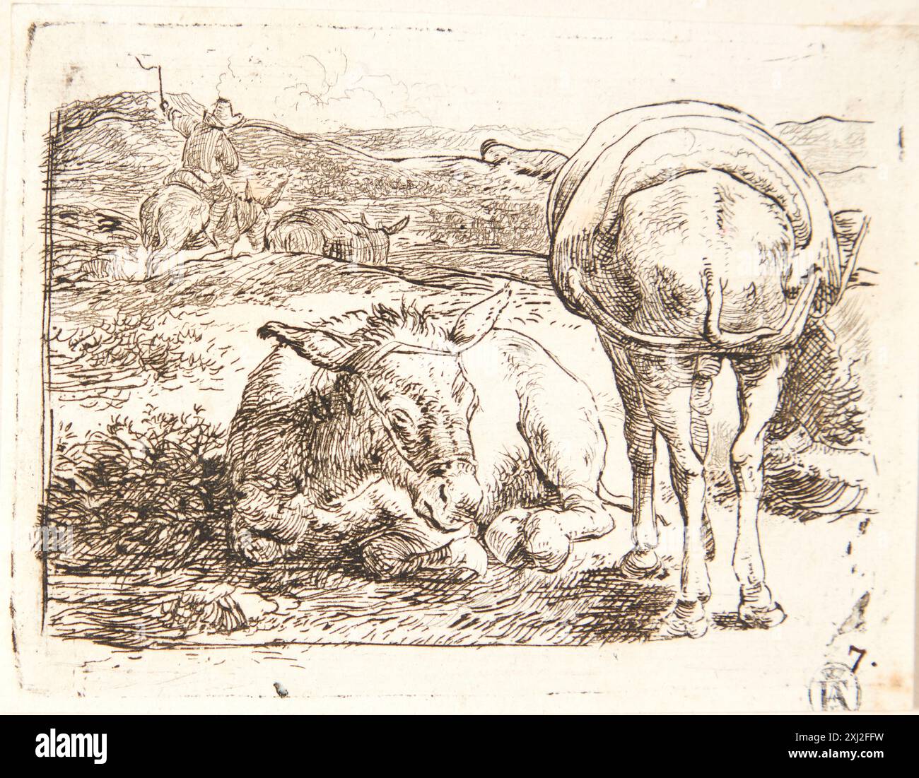 Etching by Jan van Ossenbeeck showing two donkeys resting, illustrating ...