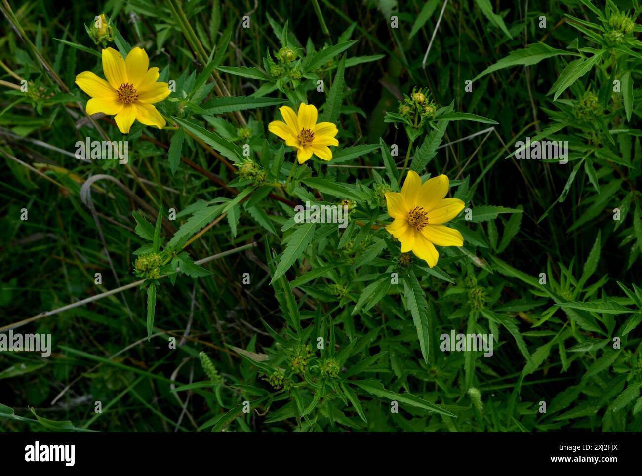 Tickseed Sunflower (Bidens polylepis) Plantae Stock Photo - Alamy