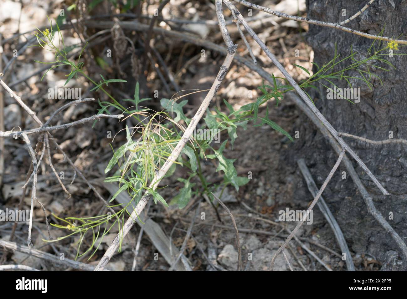London rocket (Sisymbrium irio) Plantae Stock Photo - Alamy