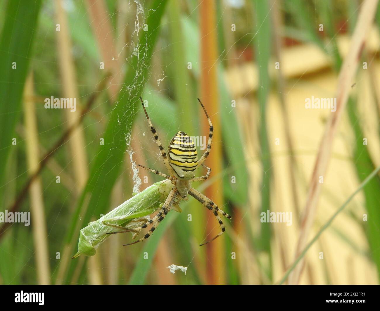 Wasp Spider (Argiope bruennichi) Arachnida Stock Photo - Alamy