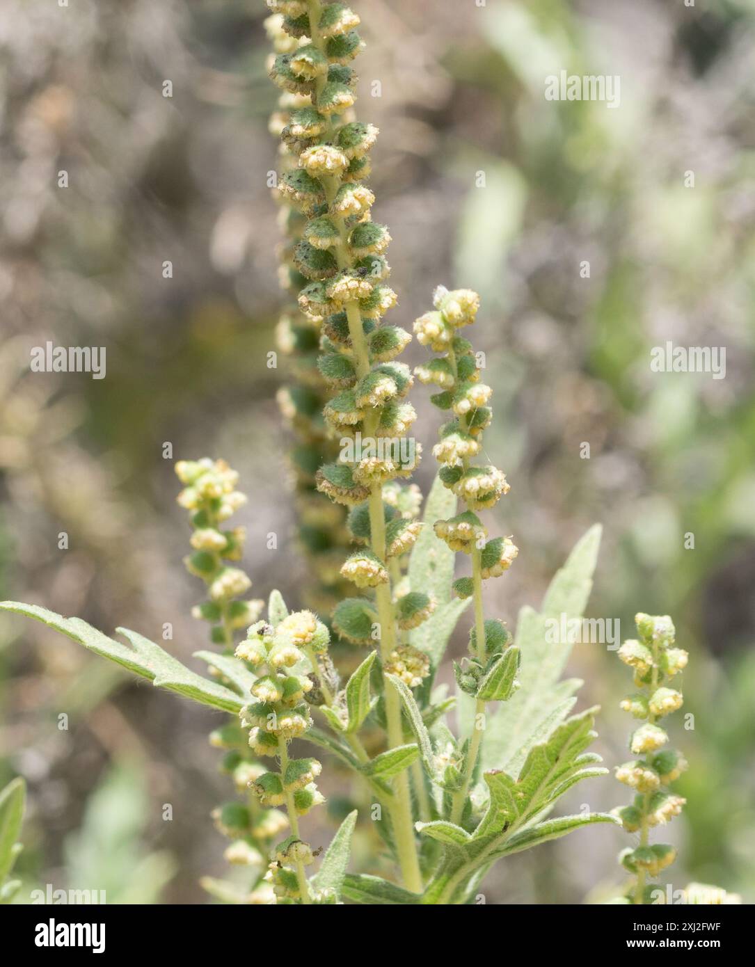 western ragweed (Ambrosia psilostachya) Plantae Stock Photo - Alamy